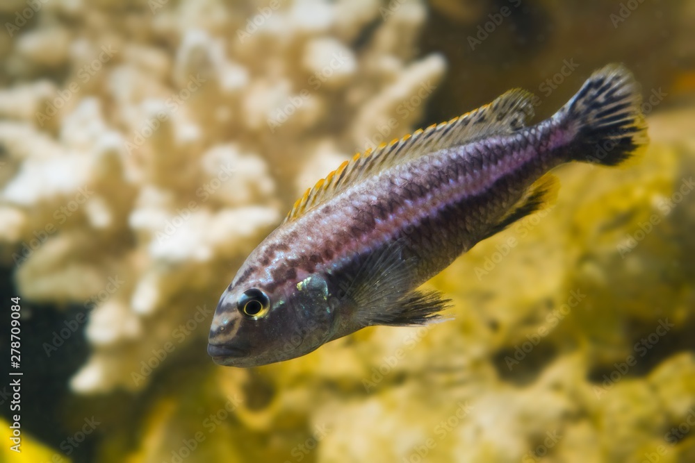 lake Malawi Maingano cichlid, mbuna Melanochromis fish species in ...