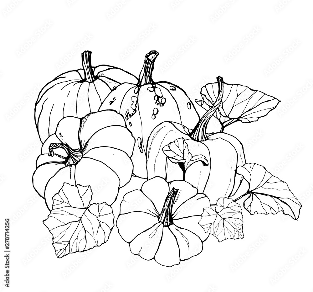 Line art pumpkins card for autumn harvest festival. Hand painted ...