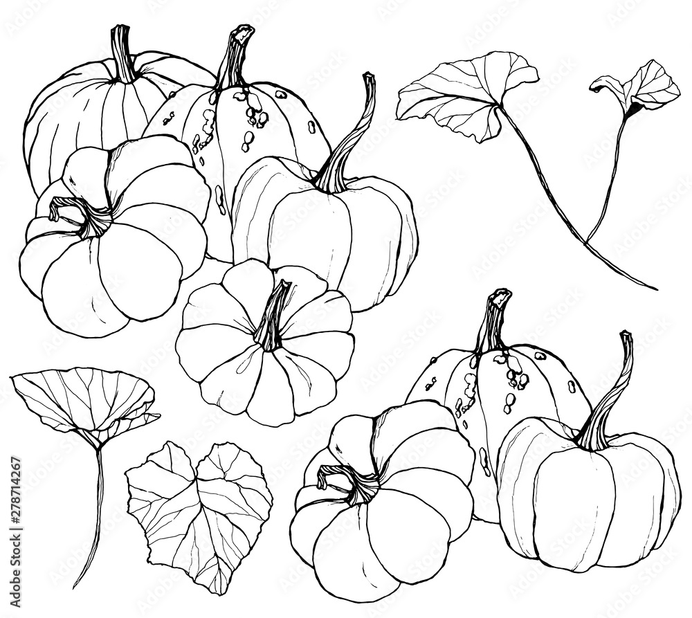 Line art pumpkins set for harvest festival. Hand painted traditional ...