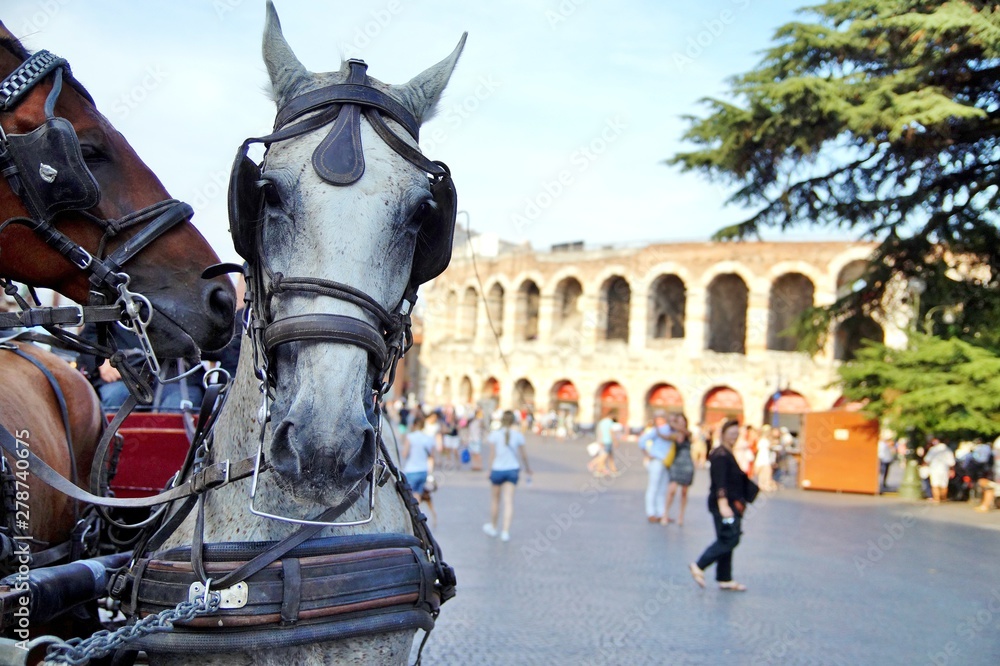 Fotografia do Stock: Portrait of draught horses harnessed to a carriage ...