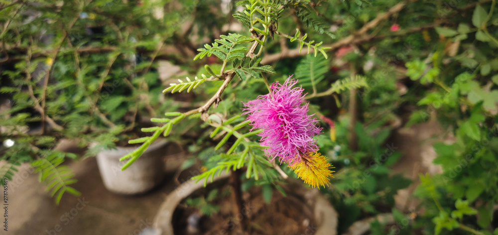 Prosopis cineraria also known as sami tree in india with it's very rare ...