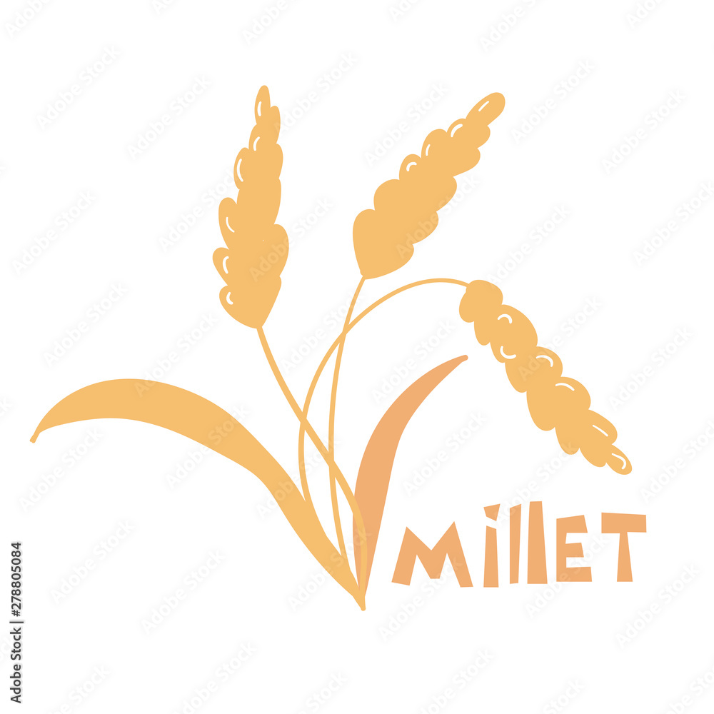 Illustration of pearl millet plant. Vector illustration of cereal ...