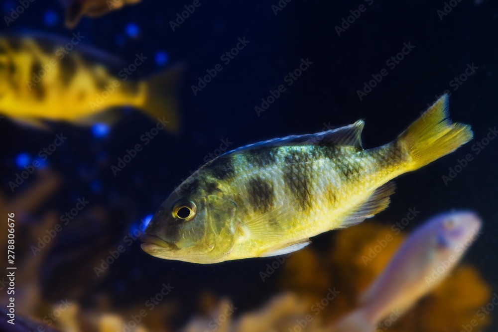 Venustus Cichlid