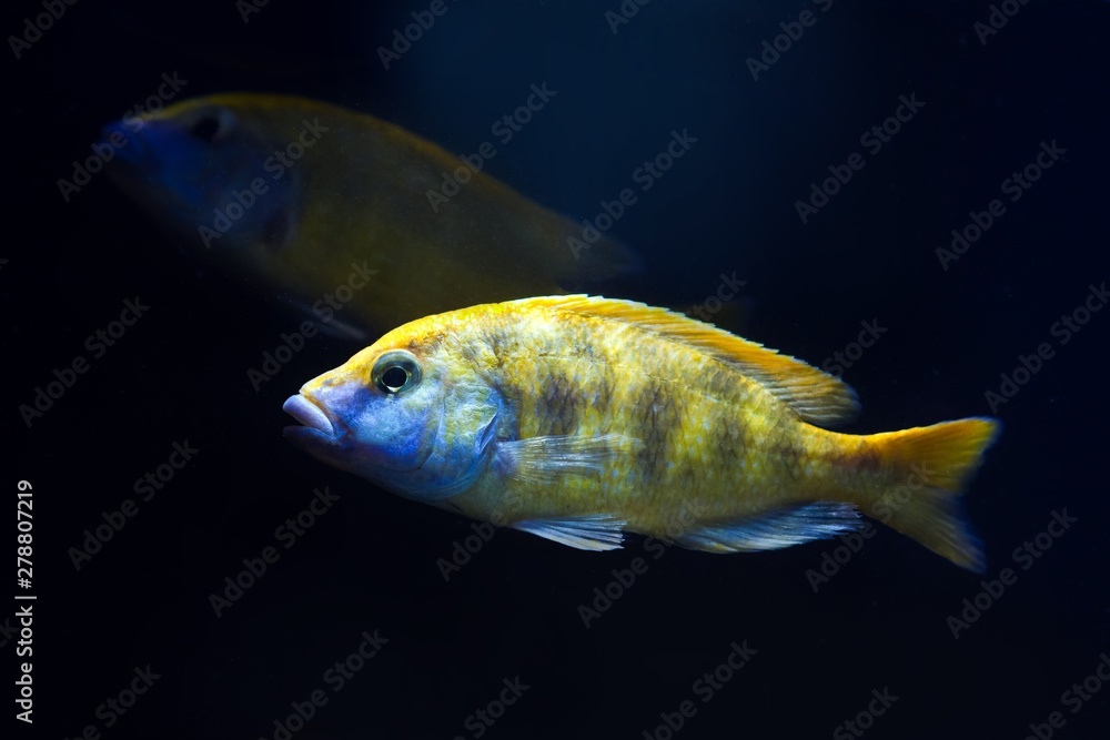 a couple of adult giraffe hap cichlids, Nimbochromis venustus, mbuna ...
