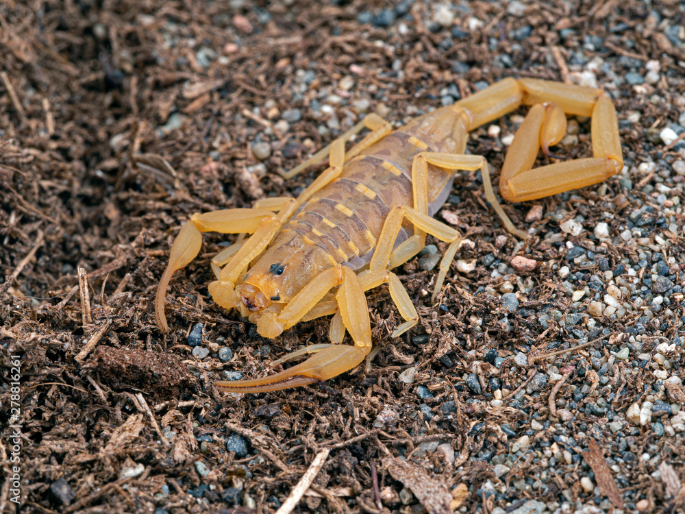 male Arizona bark scorpion, Centruroides sculpturatus, gertschi color ...