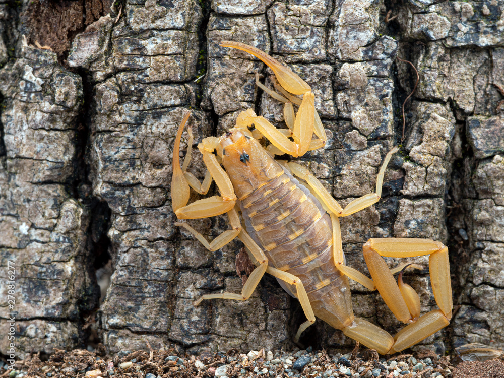 male Arizona bark scorpion, Centruroides sculpturatus, gertschi color ...