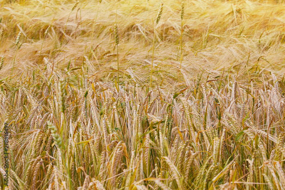 Summer field with ripe barley ears. Hordeum vulgare. Idyllic rural ...