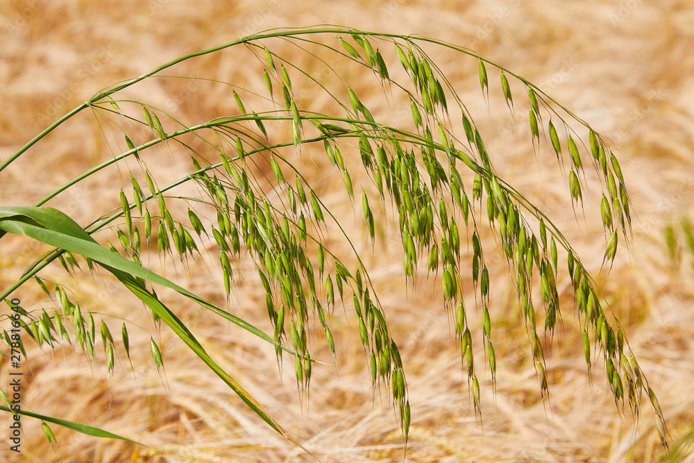 Summer field with ripe barley ears. Hordeum vulgare. Idyllic rural ...
