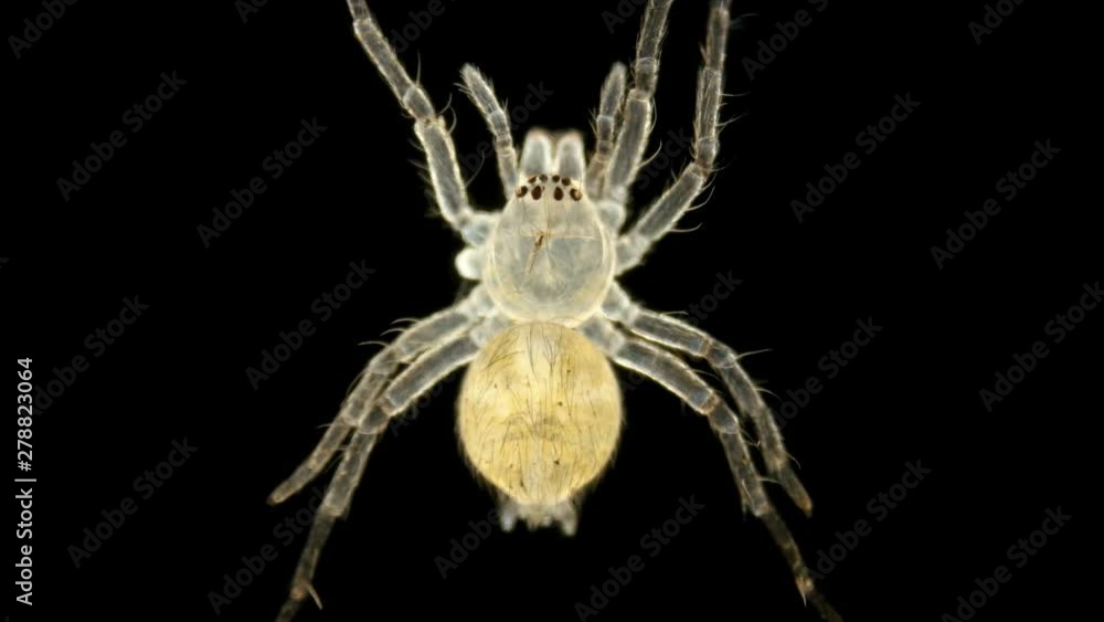 spider under a microscope, Arachnida class, Arthropoda squad, Spiders ...