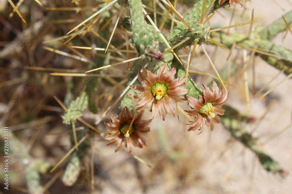 Pencil Cholla is the common name, botanical nomenclature is ...