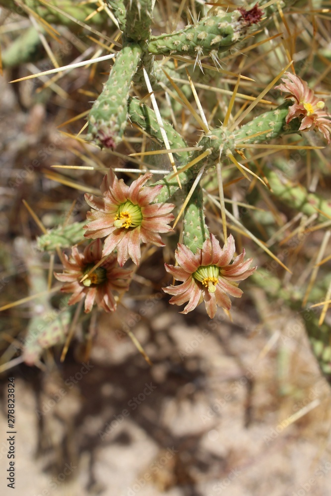 Pencil Cholla is the common name, botanical nomenclature is ...