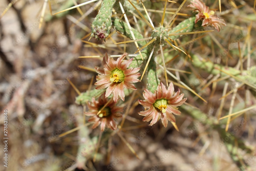 Pencil Cholla is the common name, botanical nomenclature is ...