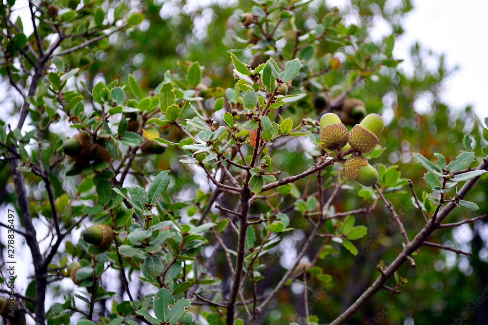 Acorns from Kermes oak tree(Quercus coccifera), Albania. Stock Photo ...