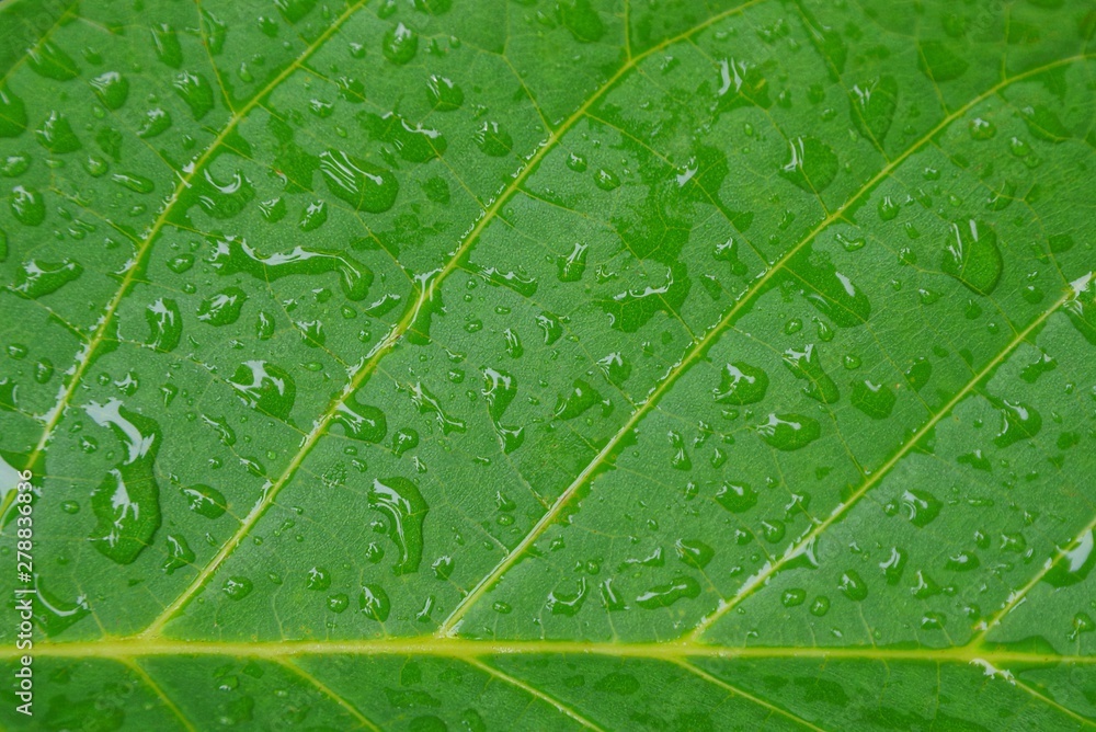 natural plant texture from the structure of a green leaf with water ...