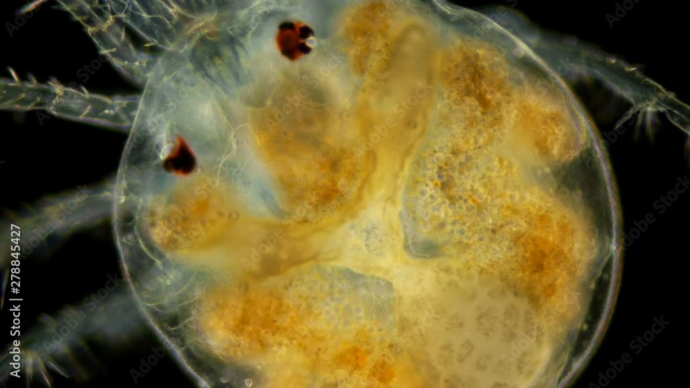 mite Hydrachnidia under the microscope, live only in water, fresh and ...