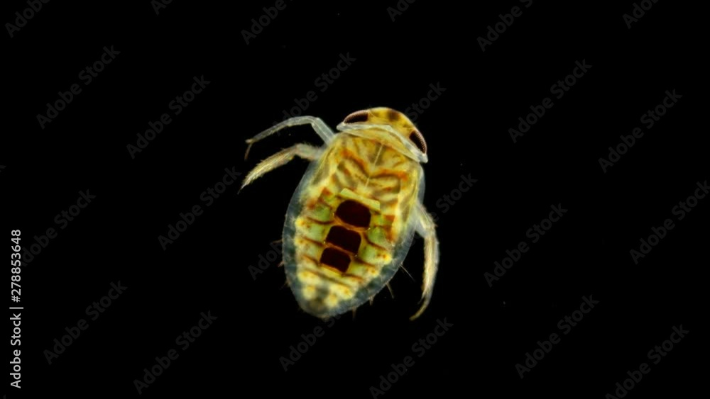 Stockvideo adult larva of the water bug Notonecta glauca under a ...