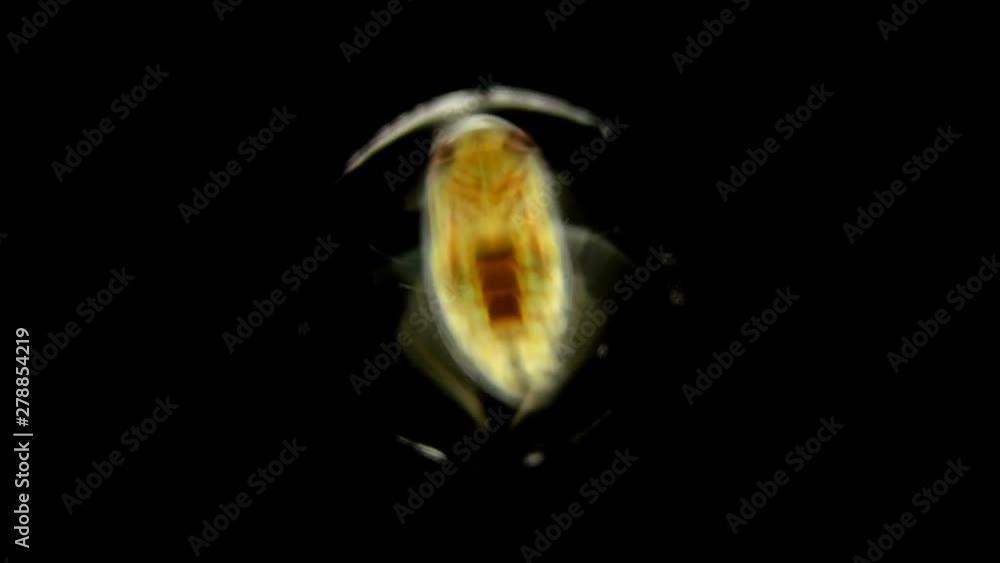 adult larva of the water bug Notonecta glauca under a microscope, lives ...