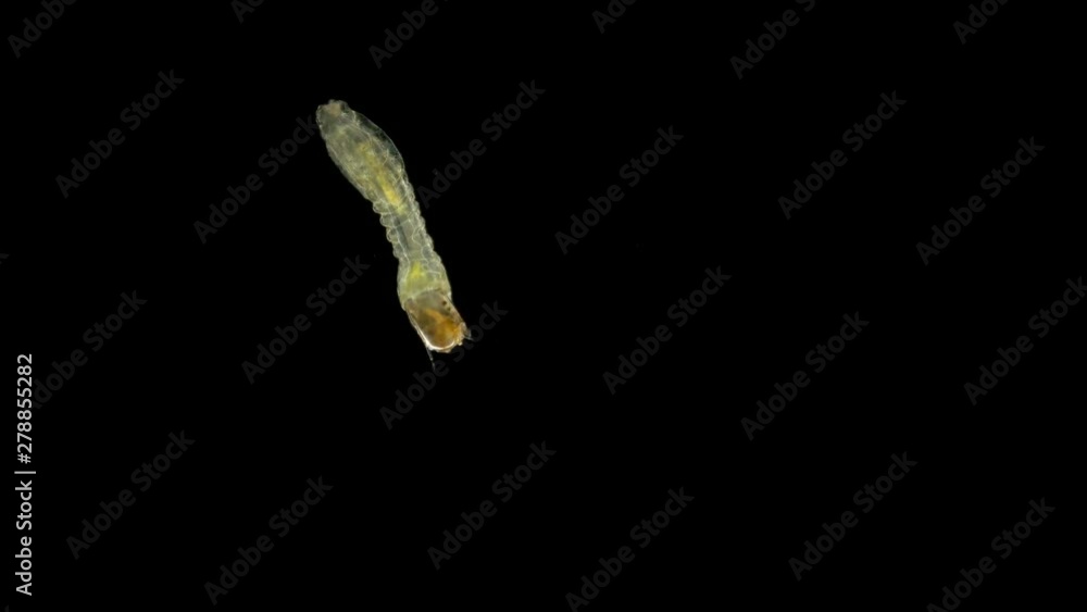 larva of large midge under a microscope, the genus Simulium, the ...