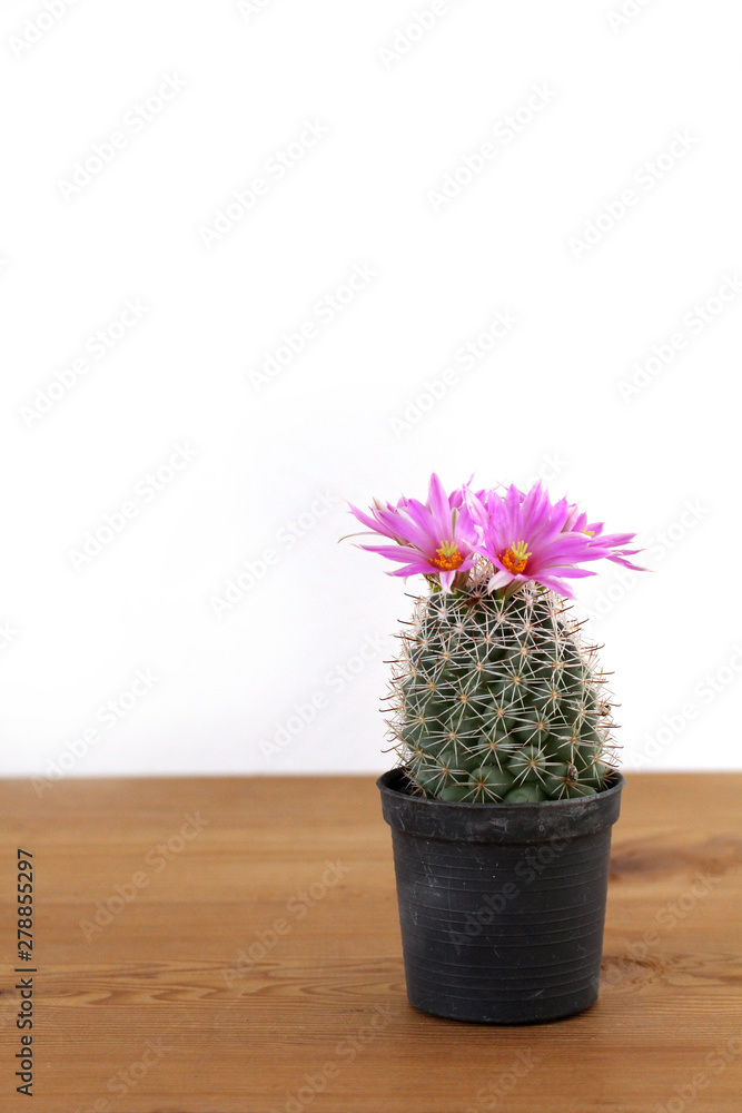cute green cactus in pot with beautiful pink flowers on white ...