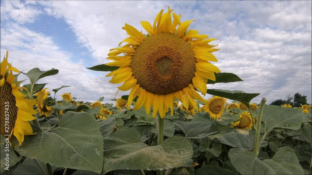 sunflower field,sonflowe,Swinging of sunflower (Helianthus annuus ...