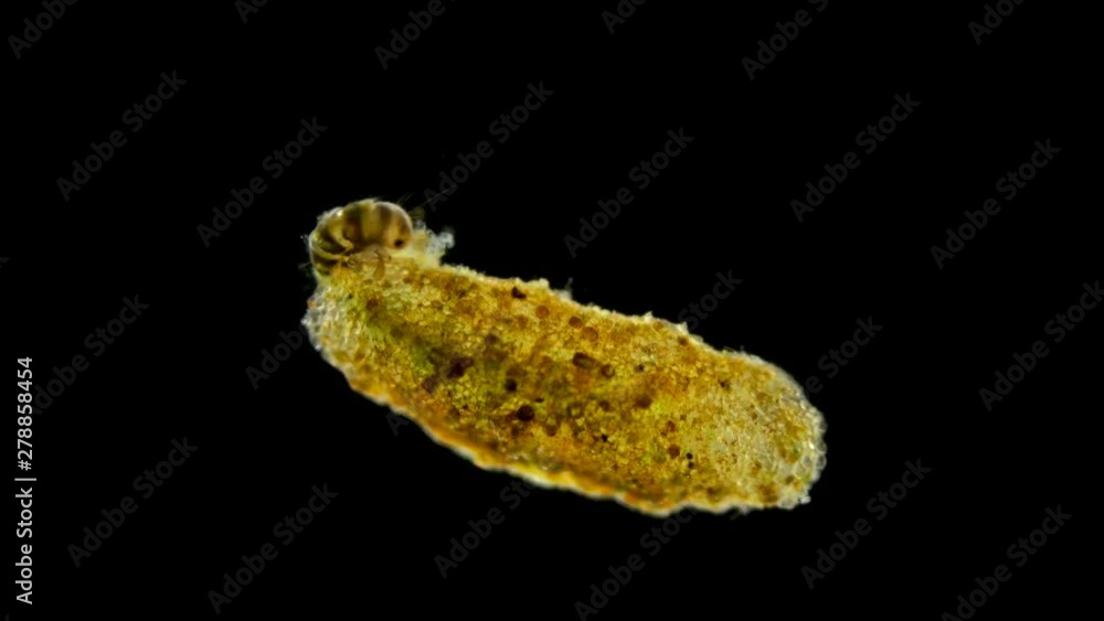 Trichoptera larvae under the microscope, the movement of the caddis ...