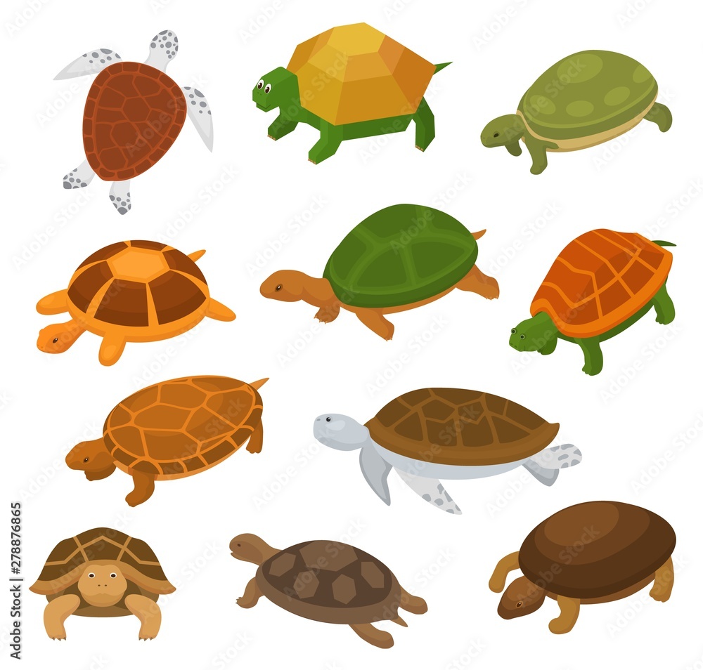 Tortoise Shell Cartoon