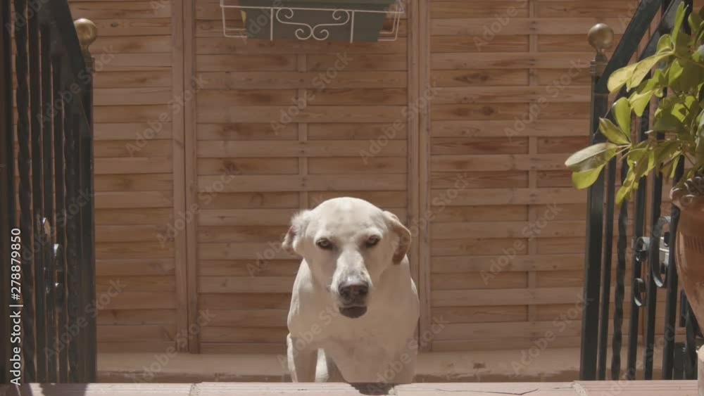 Caramel young dog approaching the camera and desappearing behind it ...