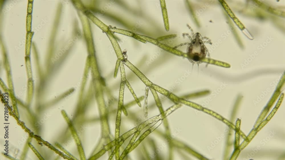 mite Hydrachnidia under the microscope, tick movement among algae, live ...