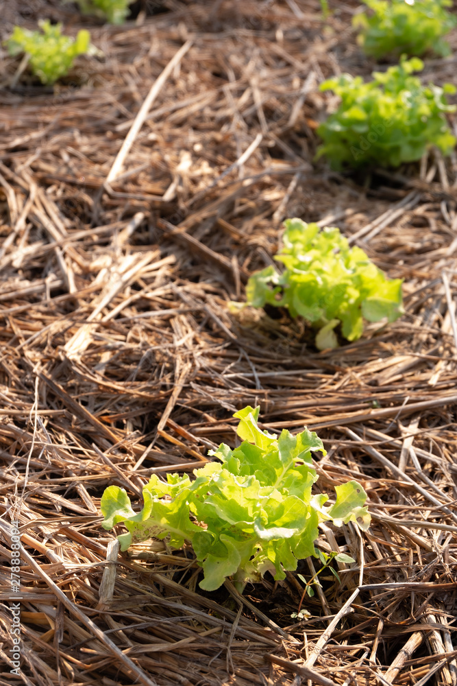Vegetable plant in farm, top view of The vegetable plot with the ...