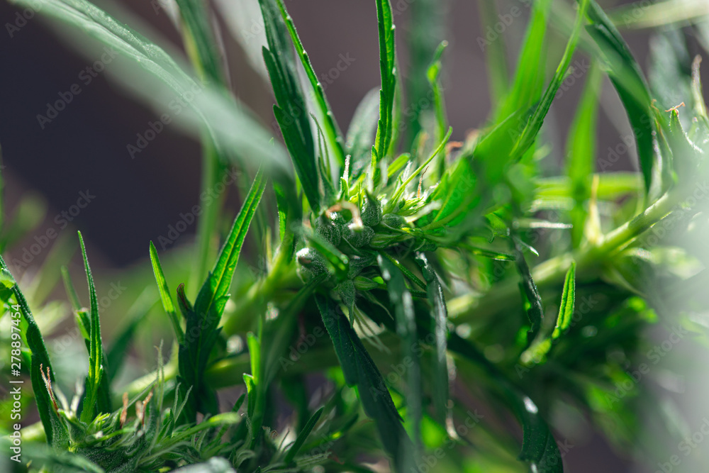 Study Structure of Marijuana leaves, Powder of Cannabis (Drugs) on a ...