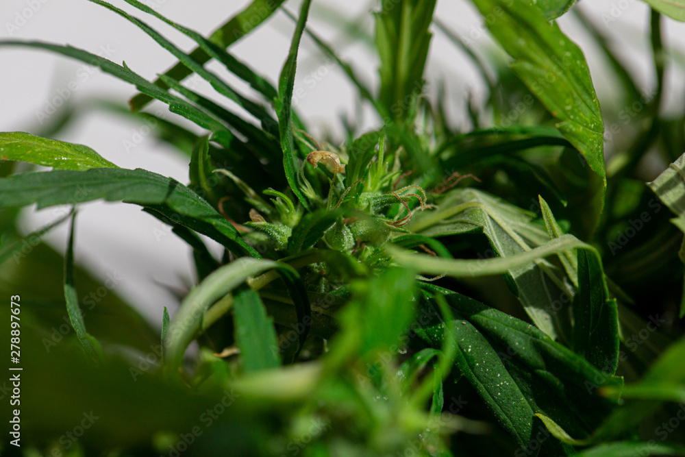 Study Structure of Marijuana leaves, Powder of Cannabis (Drugs) on a ...