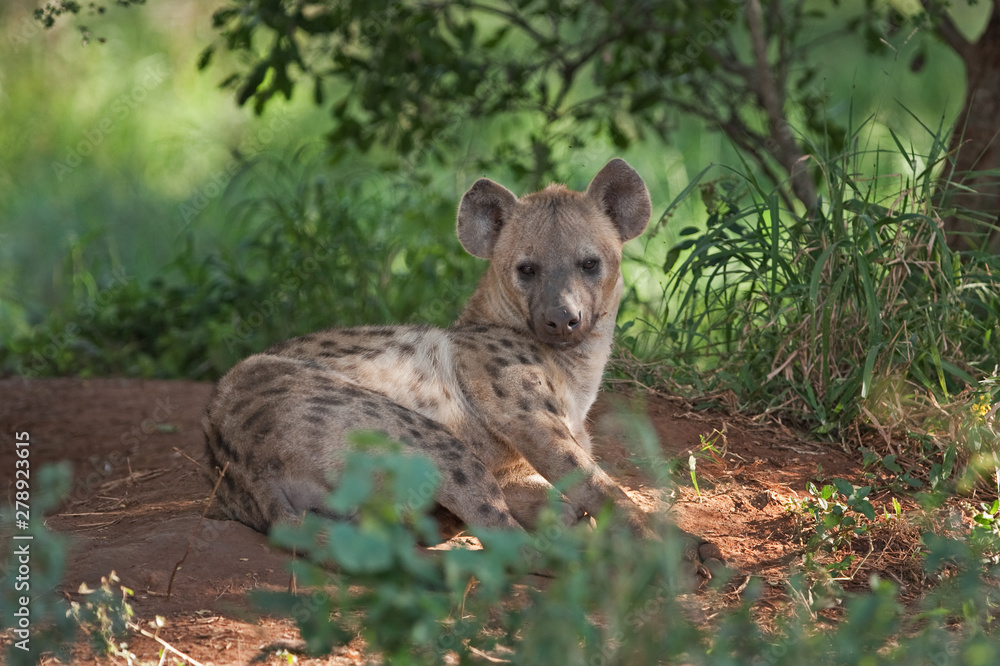 spotted hyena, crocuta crocuta, laughing hyena, South Africa, Kruger ...