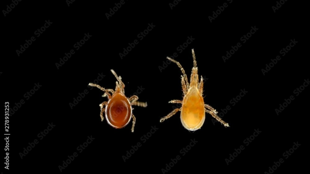 two mites under a microscope, Oribatida from the order Sarcoptiformes ...