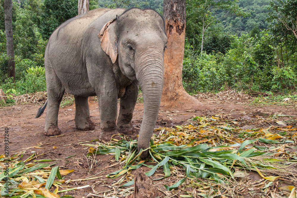 Asian Elephant Diet