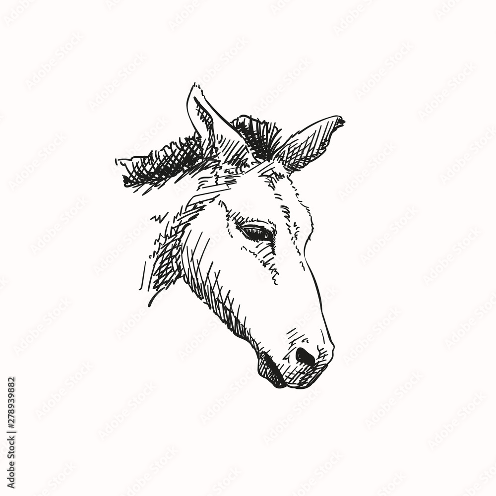 Mule head, Vector sketch, Hand drawn illustration Stock Vector | Adobe ...