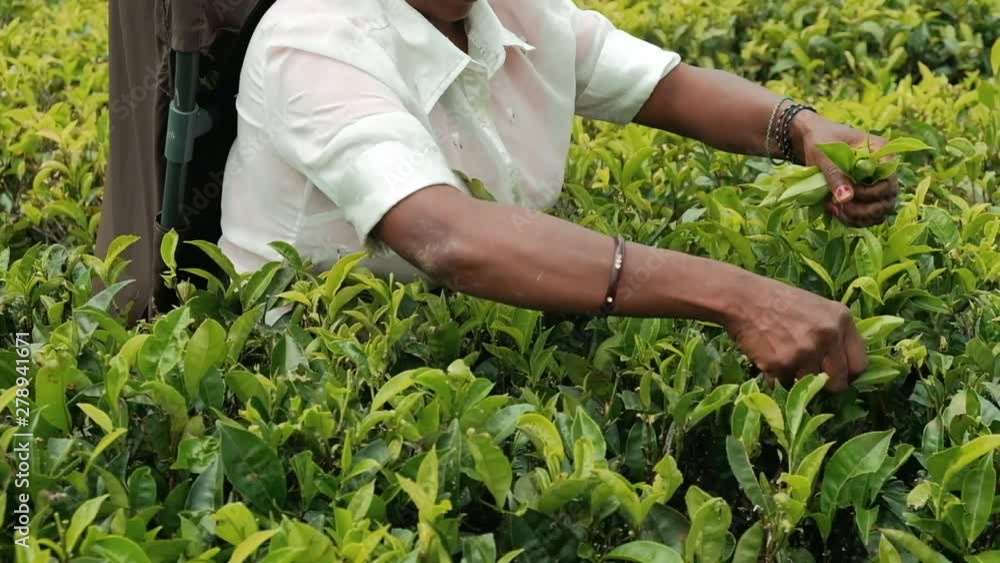 Vidéo Stock Hardworking Female Tea-Pickers. Farmer Keep Crop Nature ...
