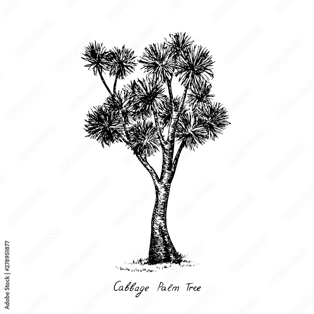 Cordyline australis (cabbage tree, cabbage-palm) tree silhouette, hand ...