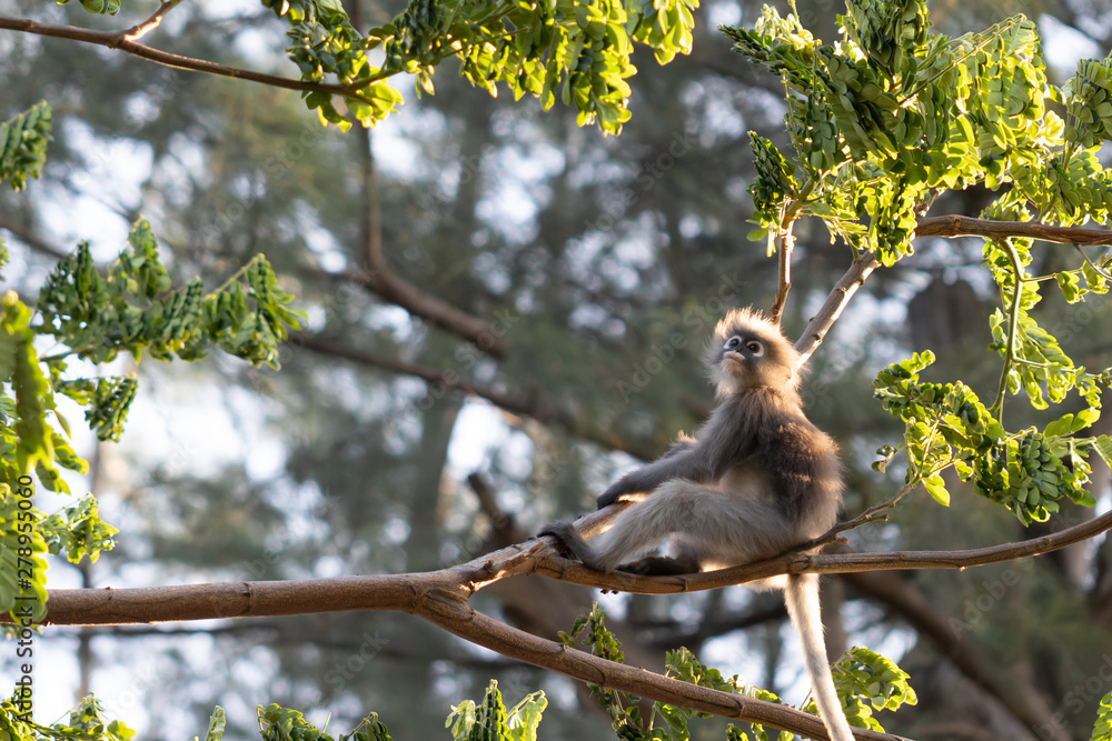 Trachypithecus obscurus and its children with golden hairs In tropical ...