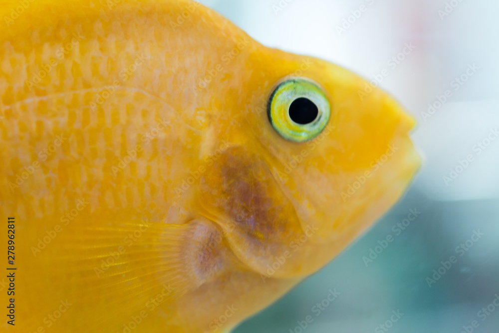 Parrot Fish. The aquarium blood parrot cichlid (or more commonly and ...