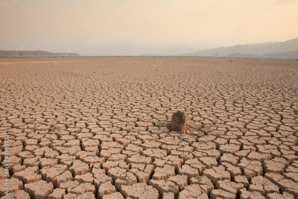 Dead tree in the middle of dry land metaphor Climate change, Drought ...