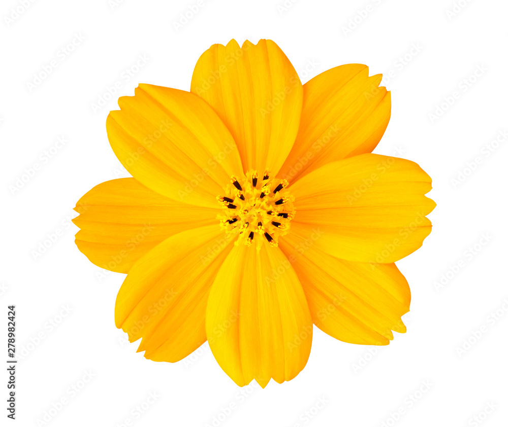 Beautiful yellow cosmos flower isolated on white background with ...