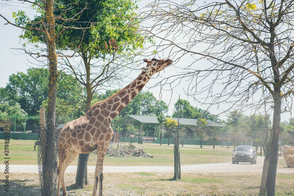 animal, branch, car, eat, environment, europe, giraffe, high, holiday ...