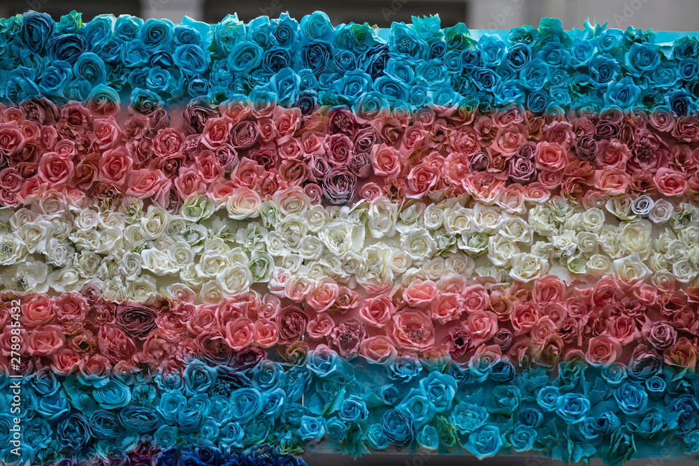 Transgender flag made from painted rose flowers Stock Photo | Adobe Stock