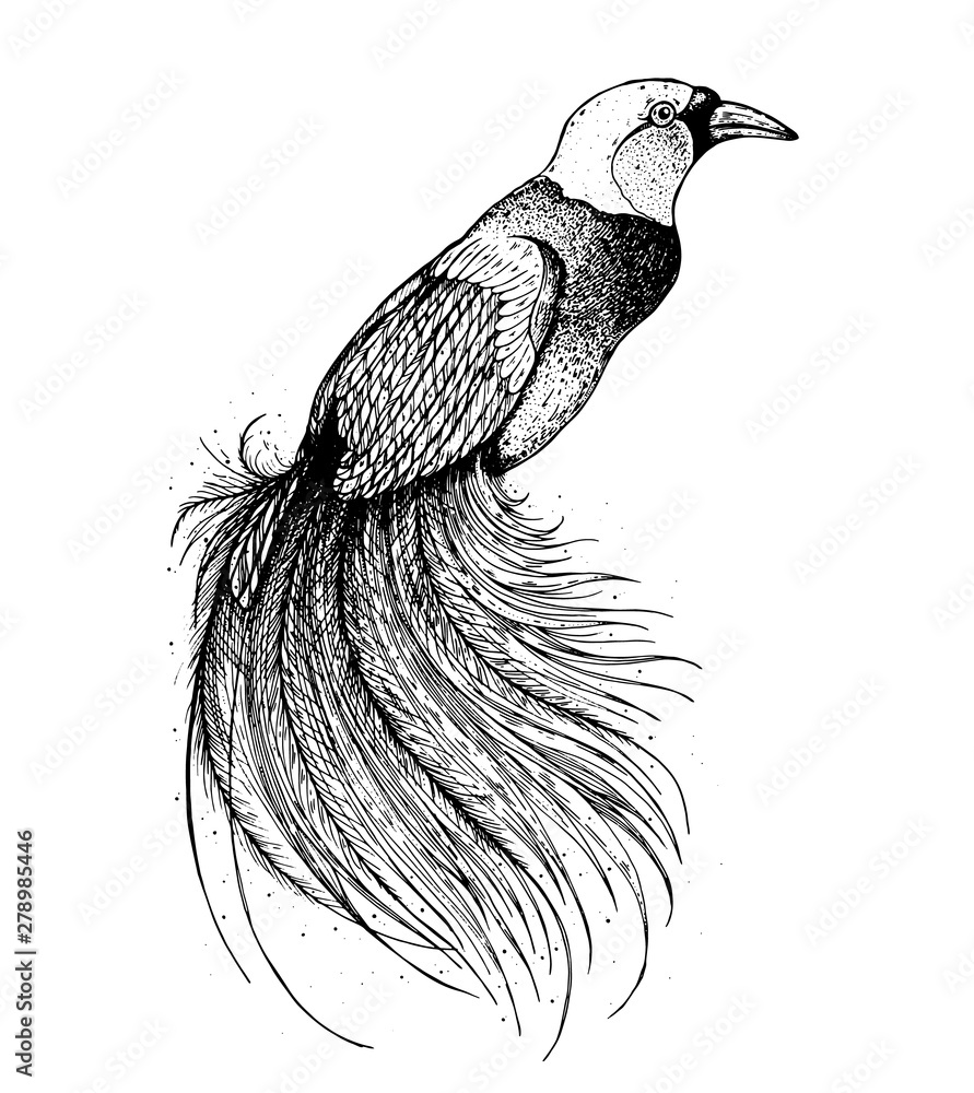 Bird of paradise sketch, vector illustration. Hand drawn purple bird of ...