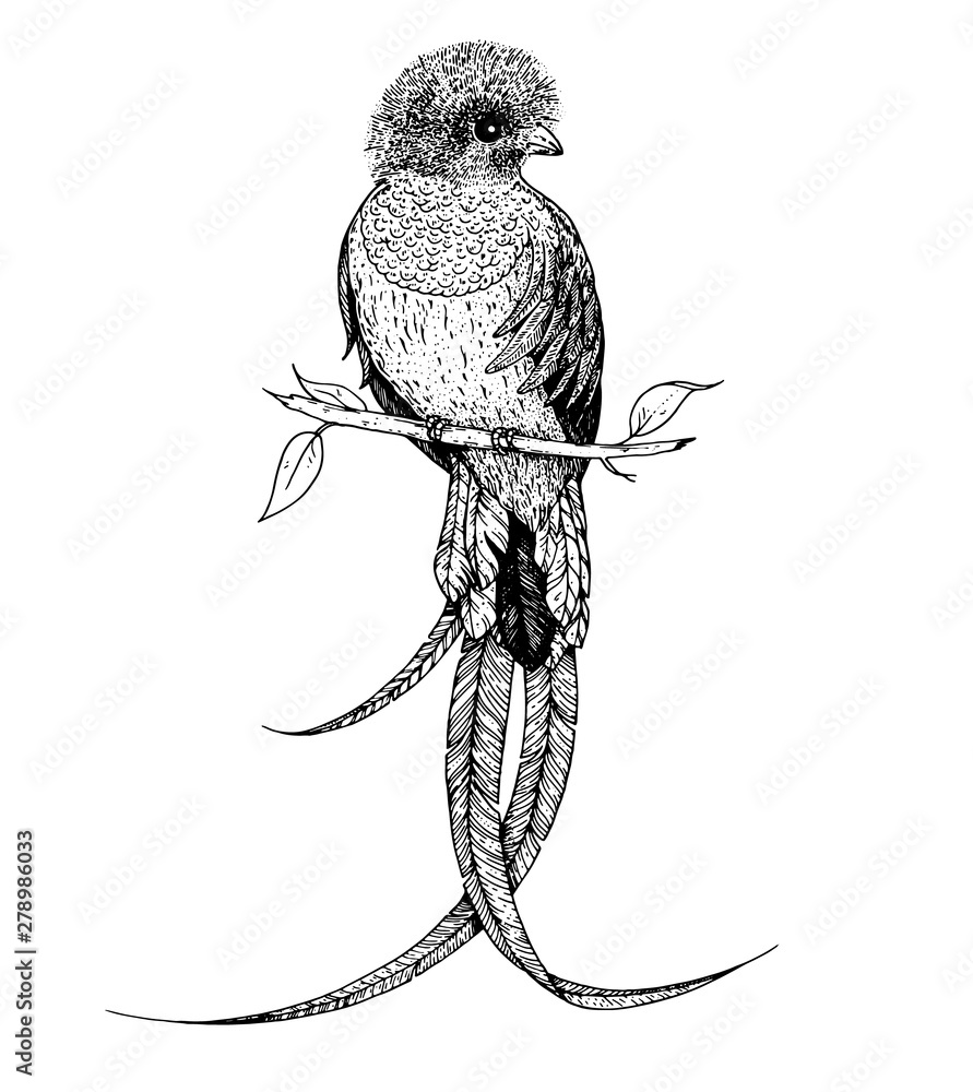Quetzal sketch, vector illustration. Hand drawn quetzal bird. Engraved ...