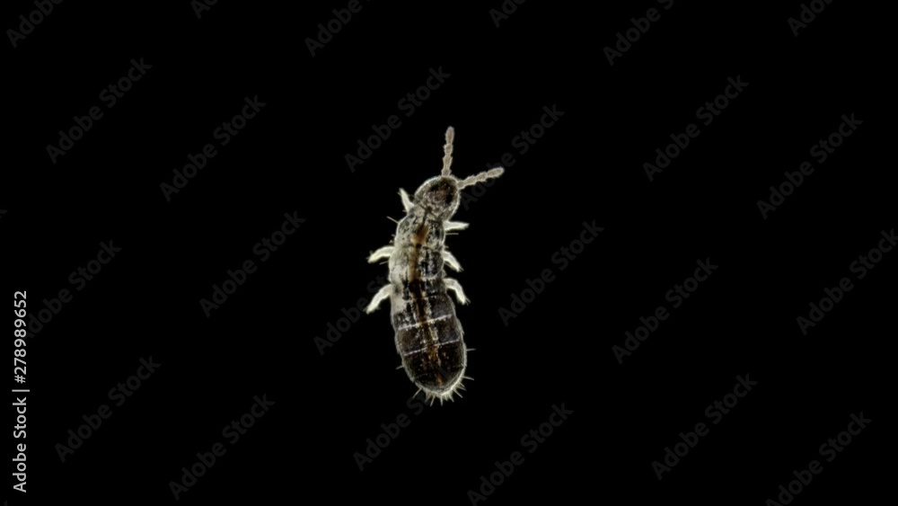 insect Collembola is a subclass of Arthropoda, lives in soil, trees ...