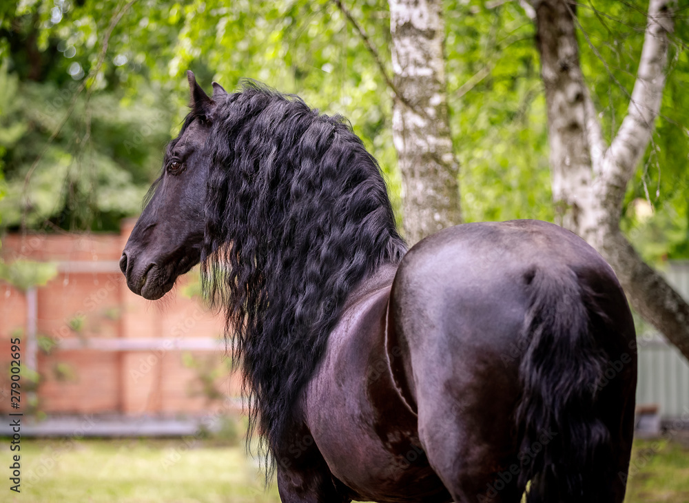Beautiful friesian stallion with a long mane Stock Photo | Adobe Stock