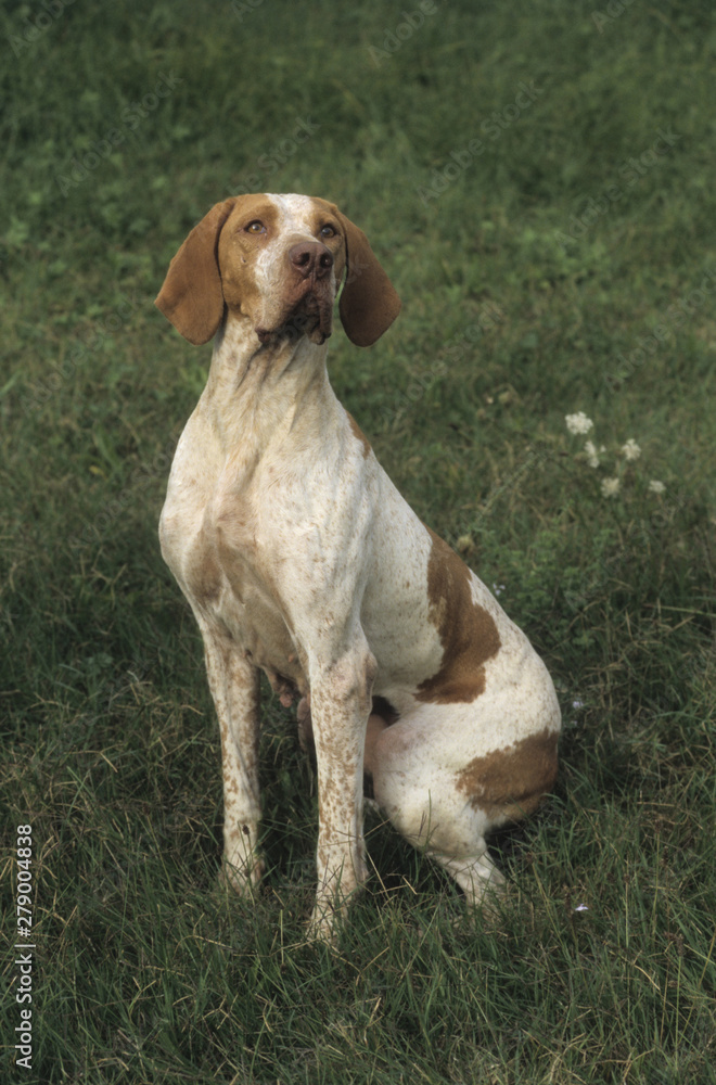 Should I Get A Ariege Pointer