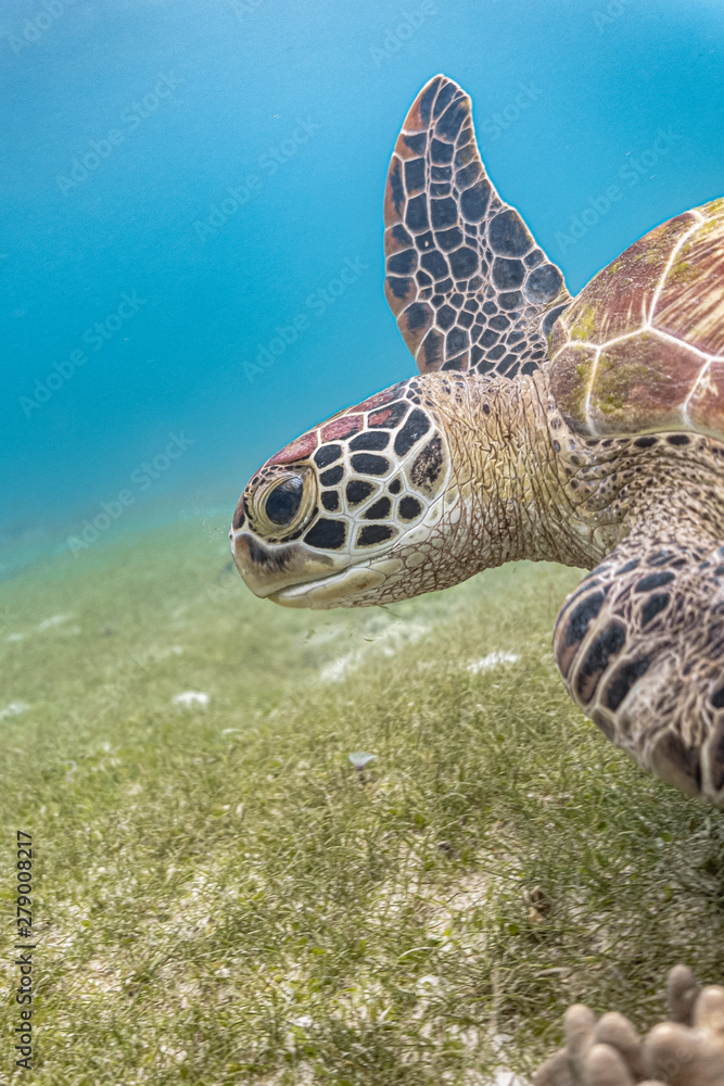 Close up view of a green sea turtle feeding on a sea grass. Green sea ...