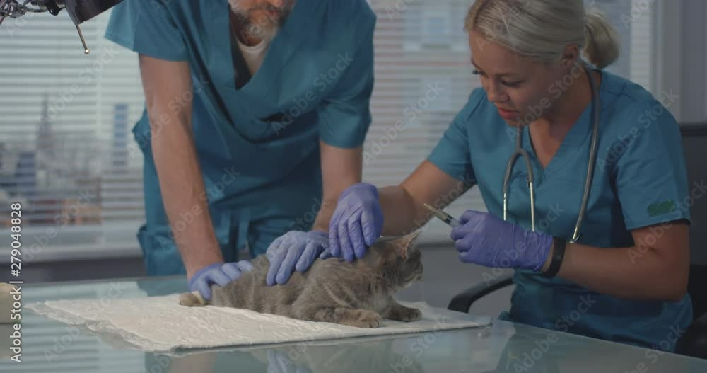 Cat getting vaccinated at veterinary clinic Stock Video | Adobe Stock